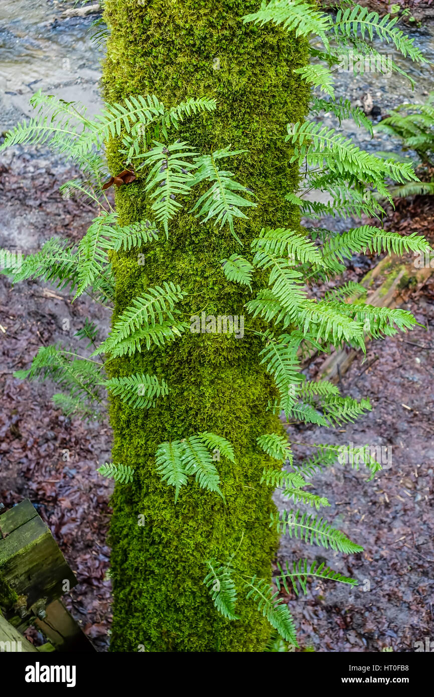 Ferns grow from a moss-covered tree at Dash Point State Park in ...