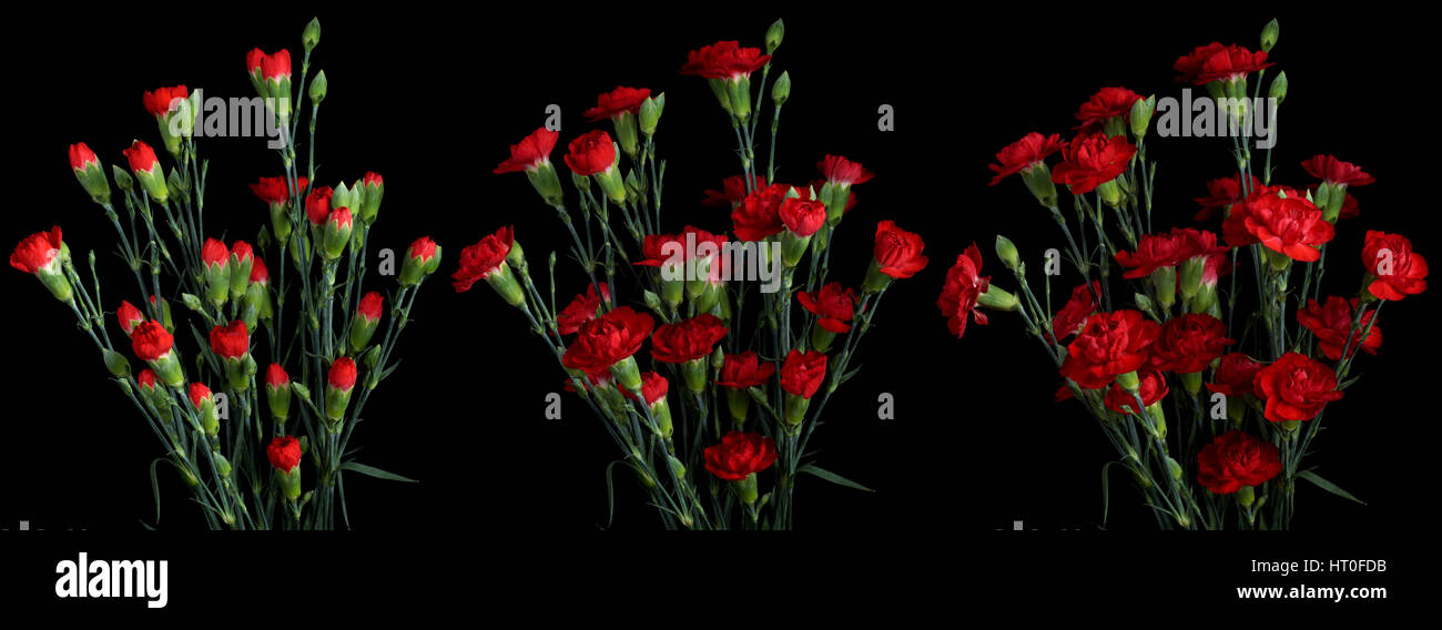 Time lapse series of red Carnation flowers blooming Stock Photo - Alamy