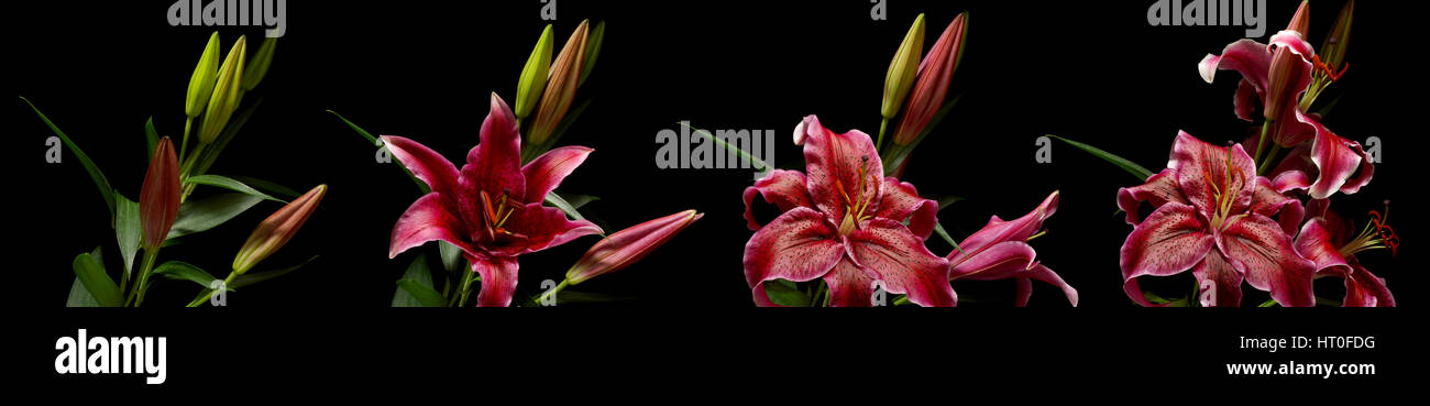Pink stargazer lily hi-res stock photography and images - Alamy