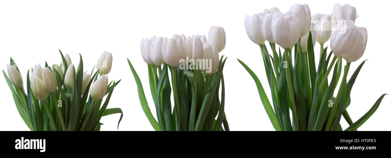 Time lapse white tulip flower hi-res stock photography and images - Alamy