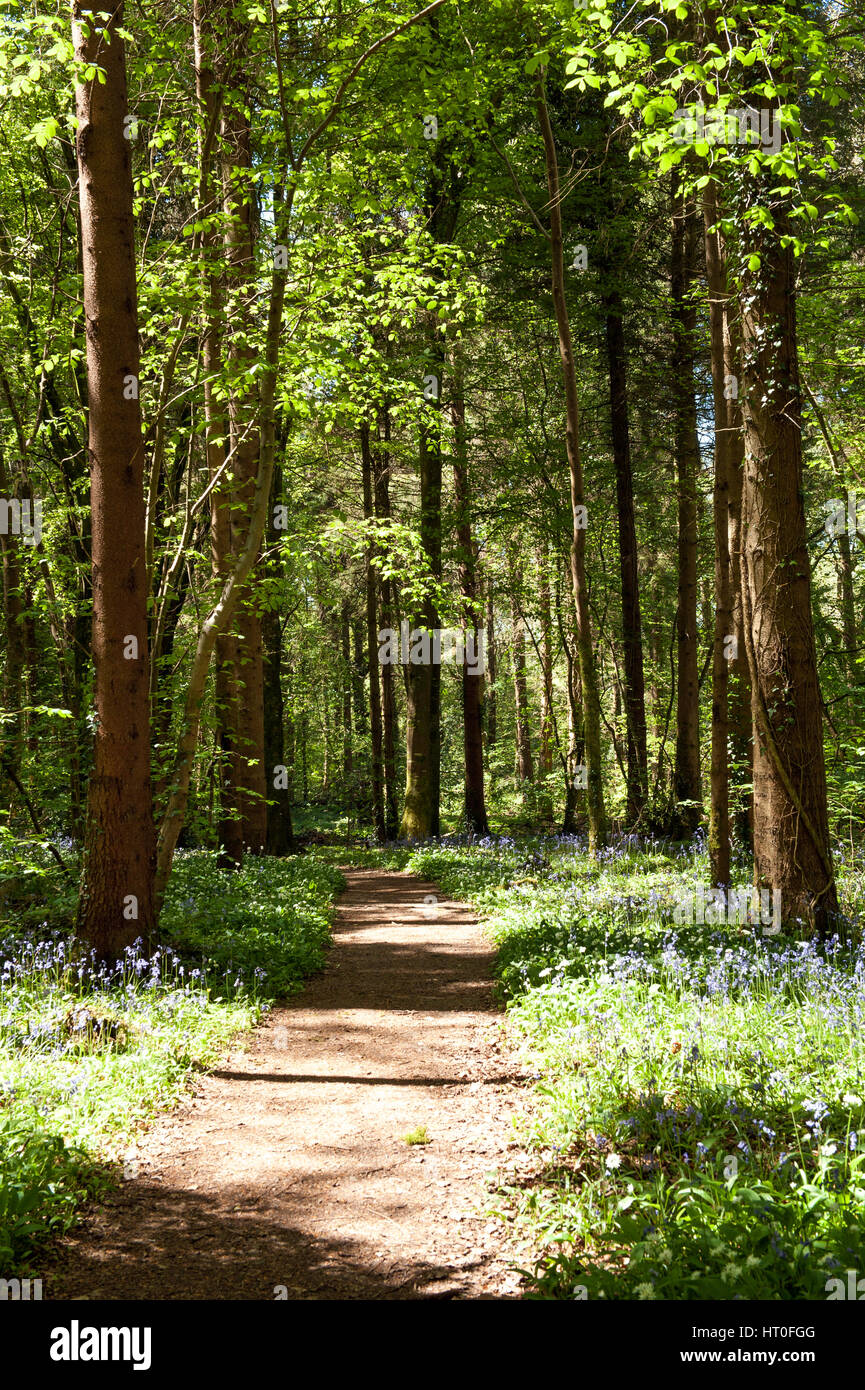 Small footpath in the forest park Stock Photo - Alamy
