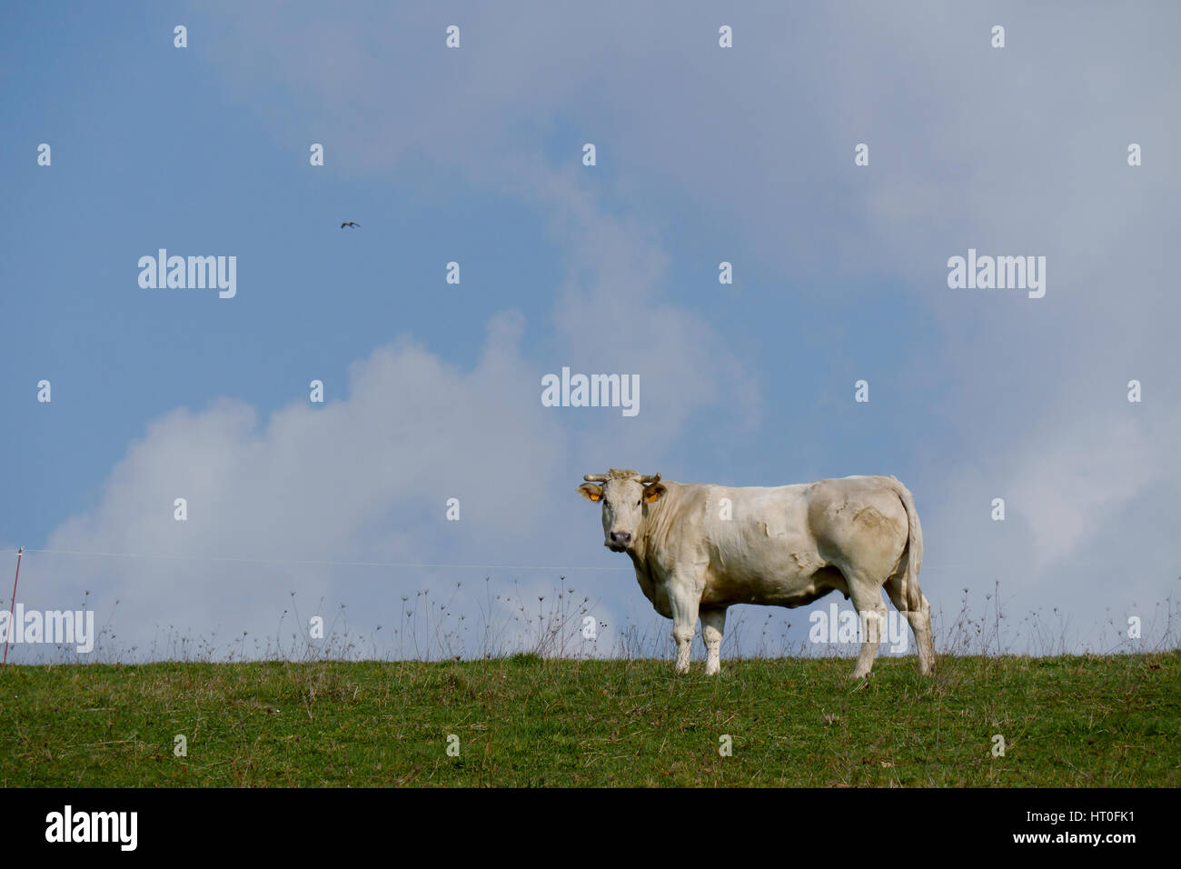 a white cow grazing in meadow, blue sky background Stock Photo - Alamy