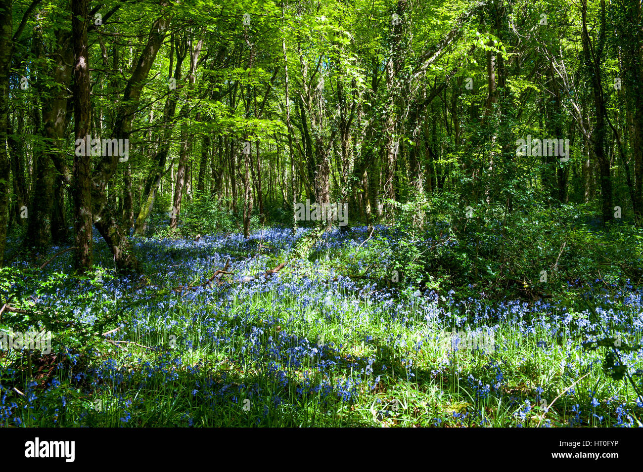 Bluebell blossom in Killinthomas Forest on spring time , Ireland Stock ...