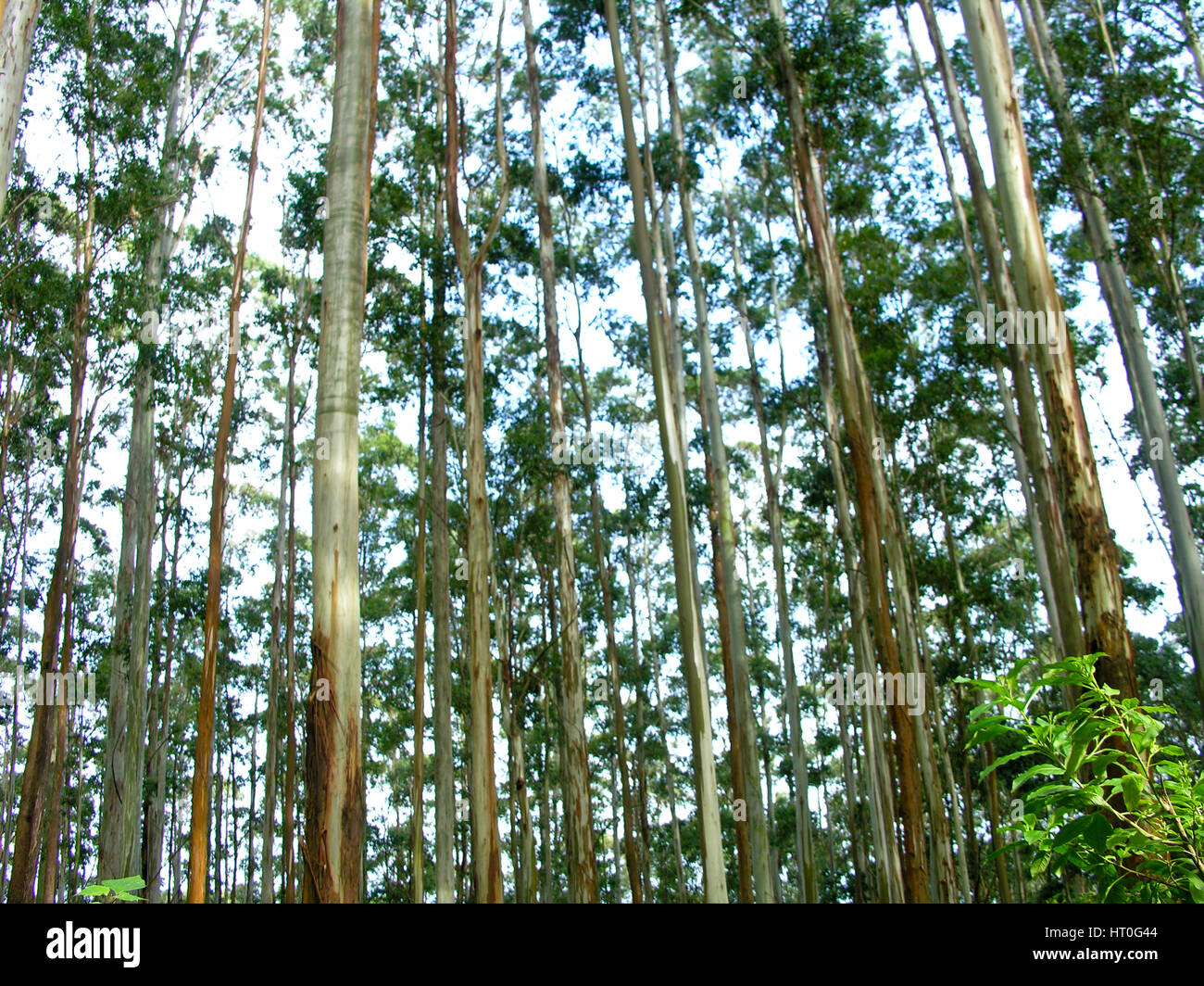 Eucalyptus Forest at Munnar, India Stock Photo - Alamy