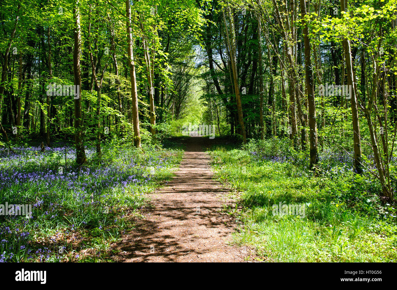 Spring forest hi-res stock photography and images - Alamy
