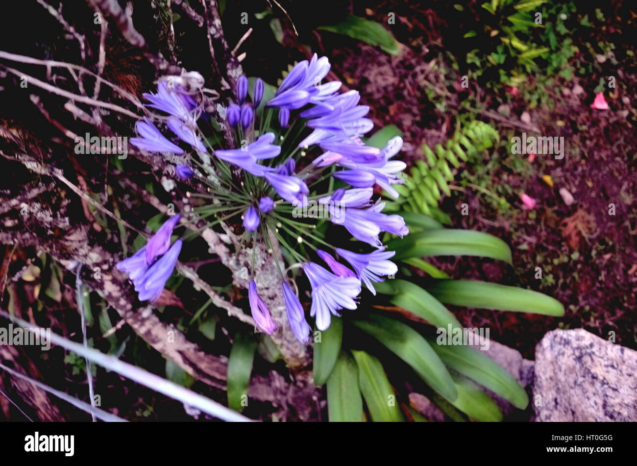 Beautiful flower garden with colourful flowers at Munnar, Kerala, India ...