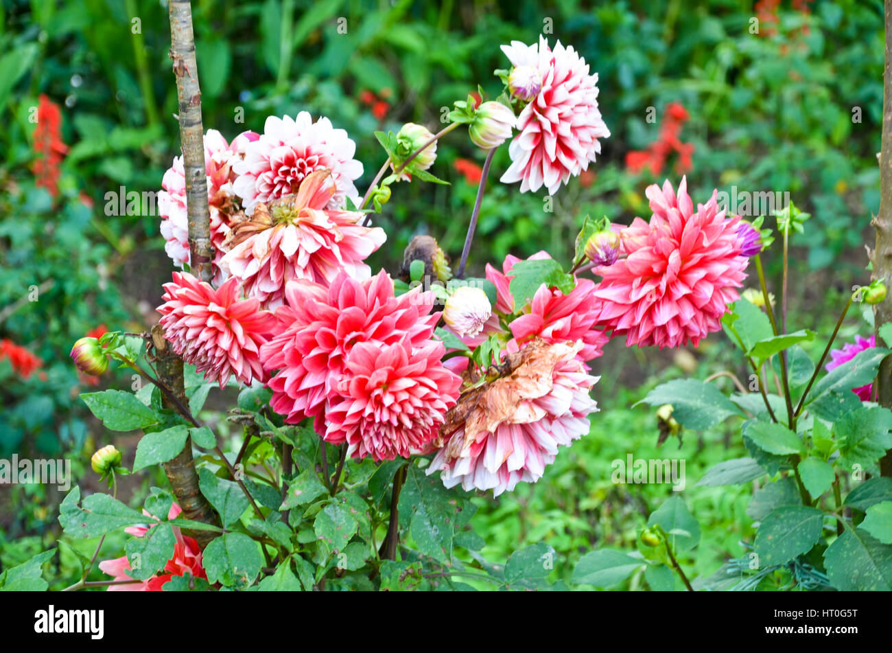Beautiful flower garden with colourful flowers at Munnar, Kerala, India ...