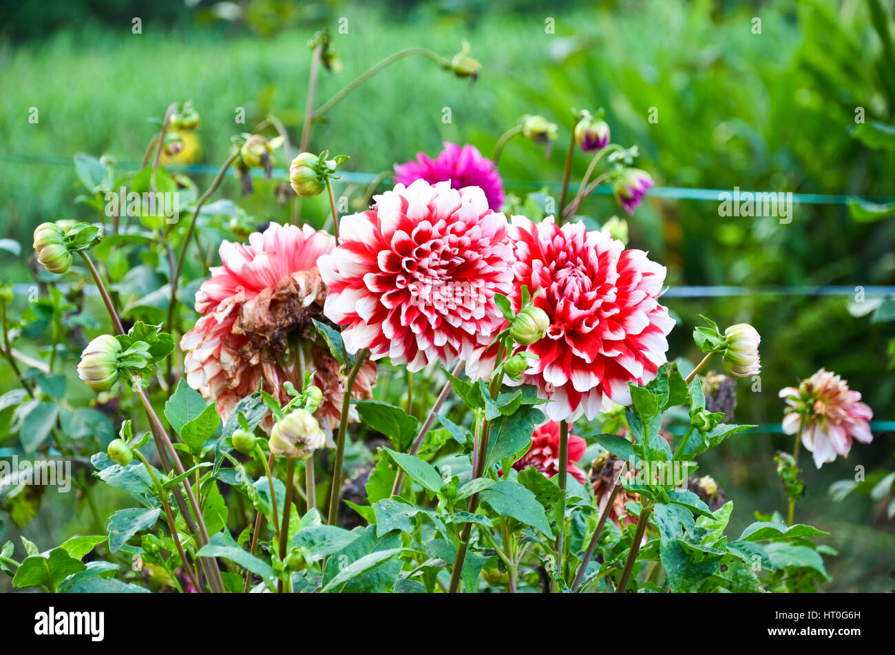 Beautiful flower garden with colourful flowers at Munnar, Kerala, India ...