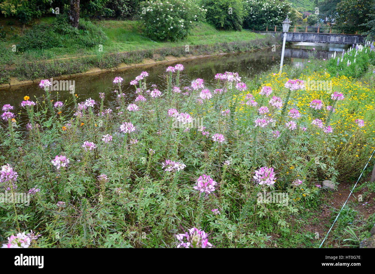Beautiful flower garden with colourful flowers at Munnar, Kerala, India ...