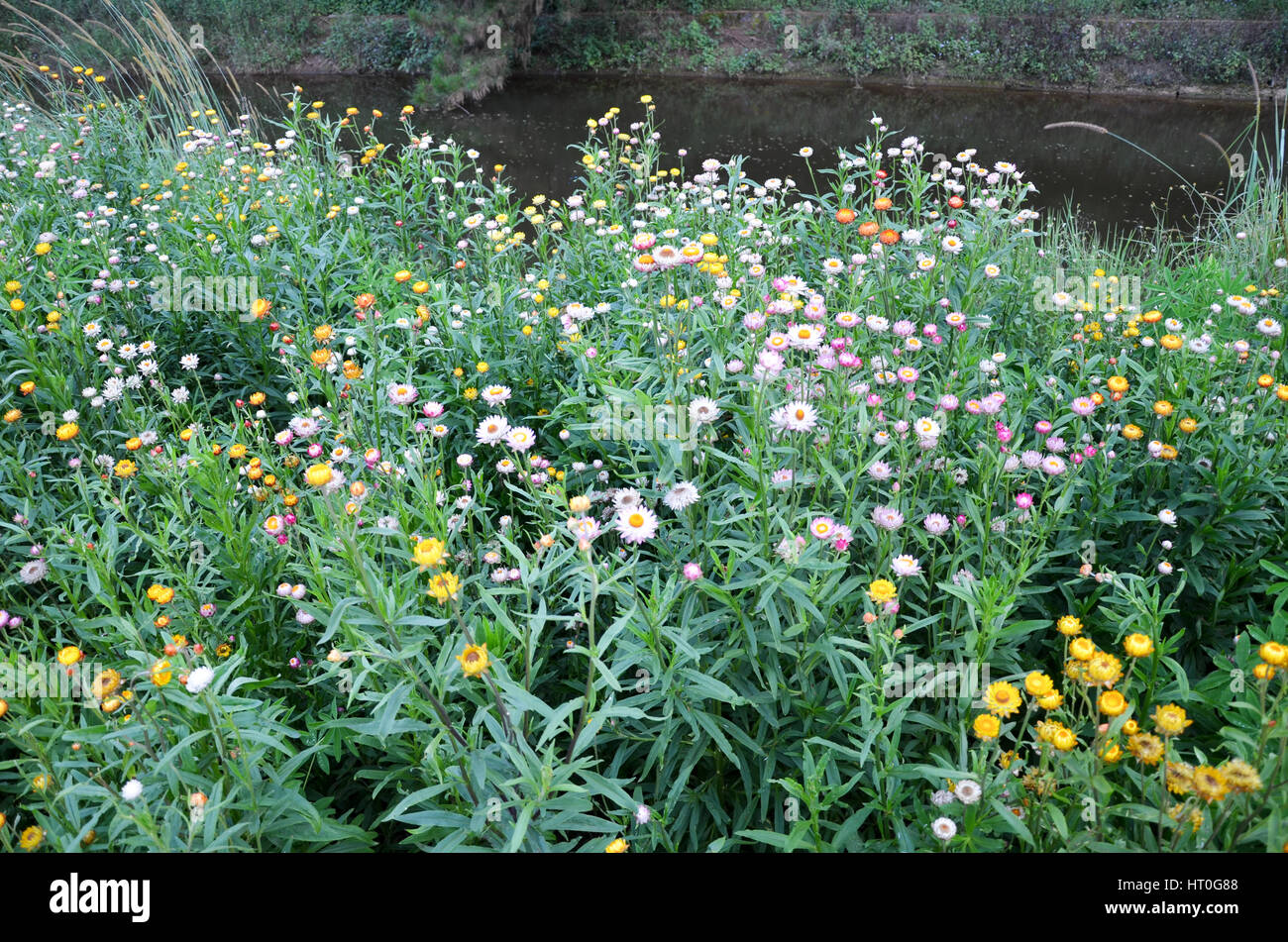 Beautiful flower garden with colourful flowers at Munnar, Kerala, India ...