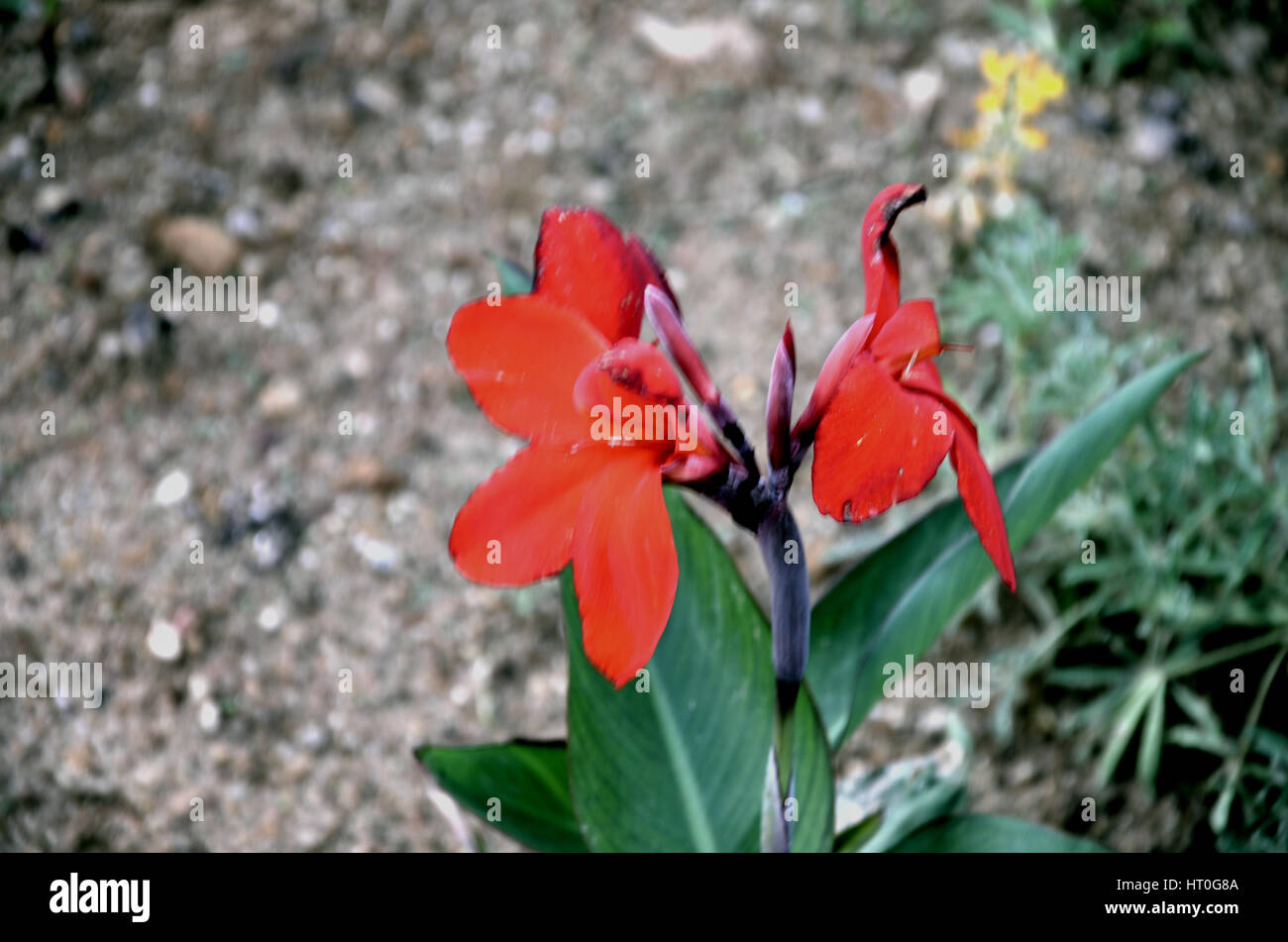 Beautiful flower garden with colourful flowers at Munnar, Kerala, India ...