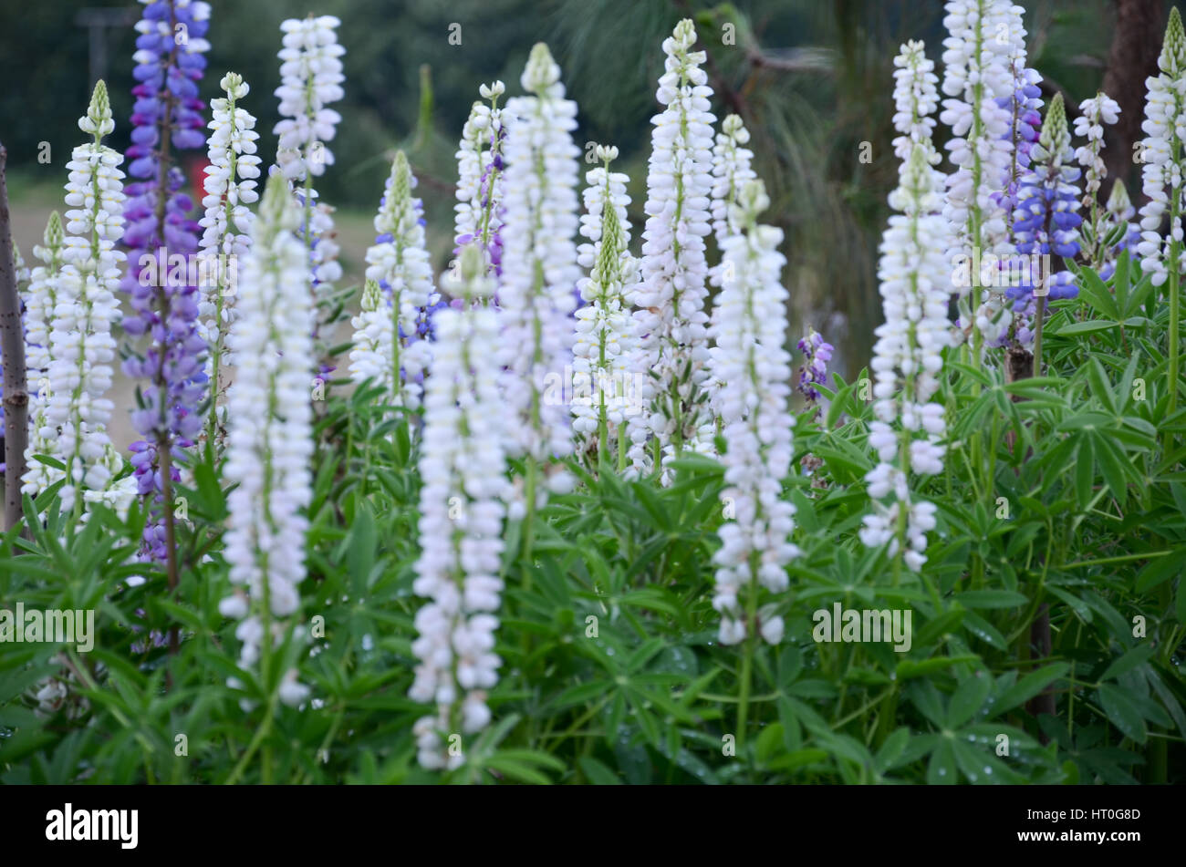 Beautiful flower garden with colourful flowers at Munnar, Kerala, India ...