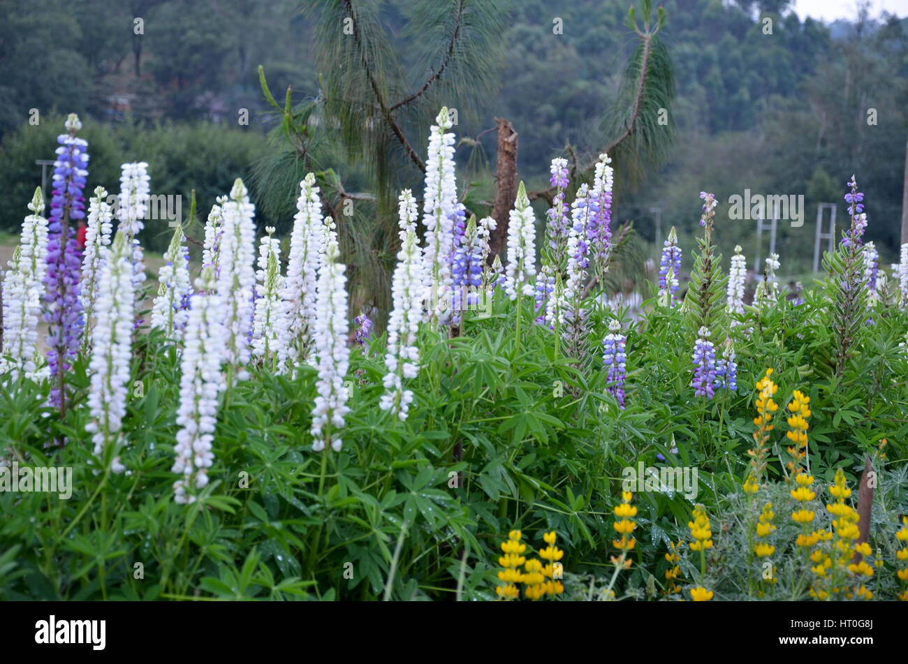 Beautiful flower garden with colourful flowers at Munnar, Kerala, India ...