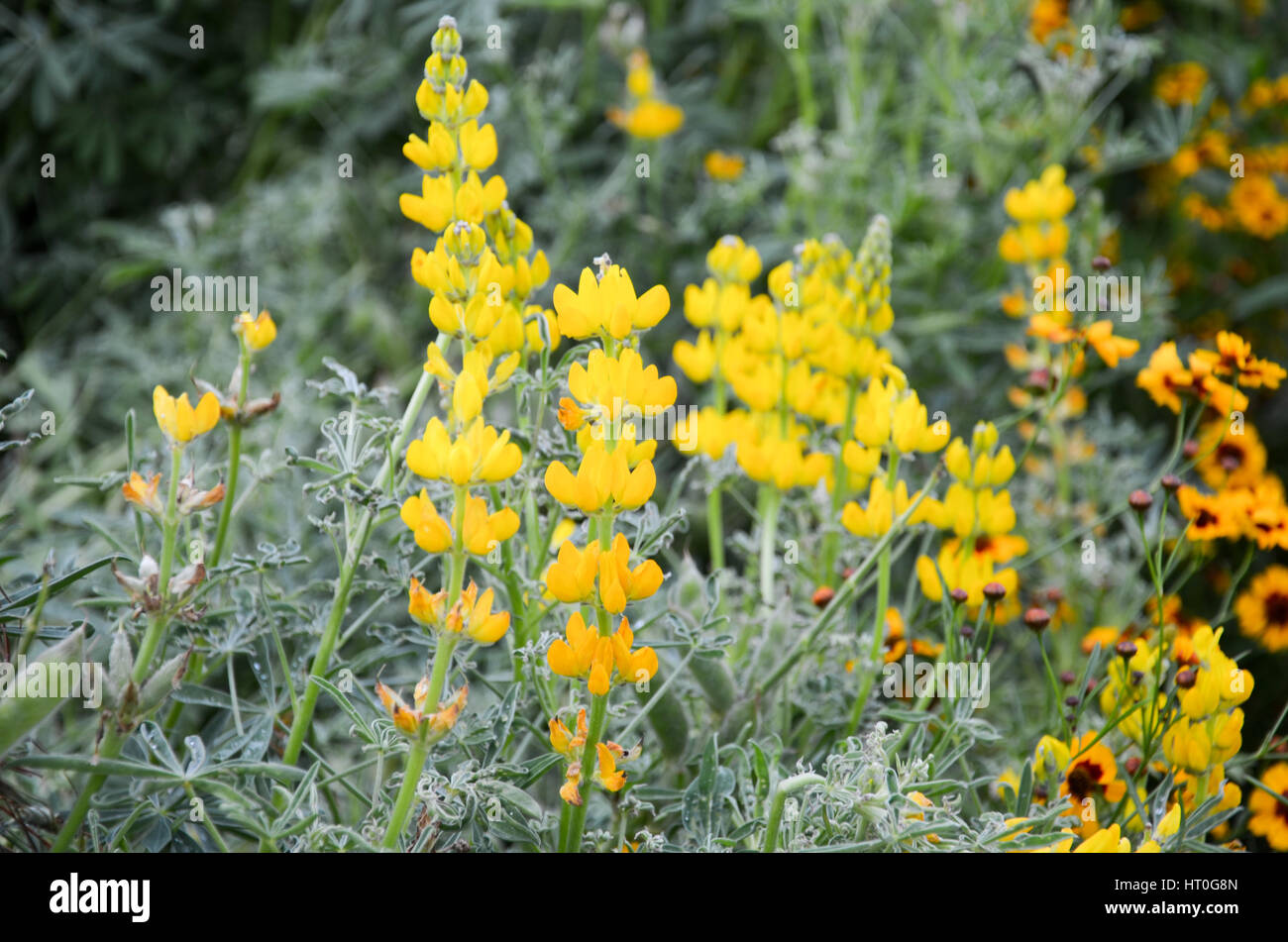 Beautiful flower garden with colourful flowers at Munnar, Kerala, India ...