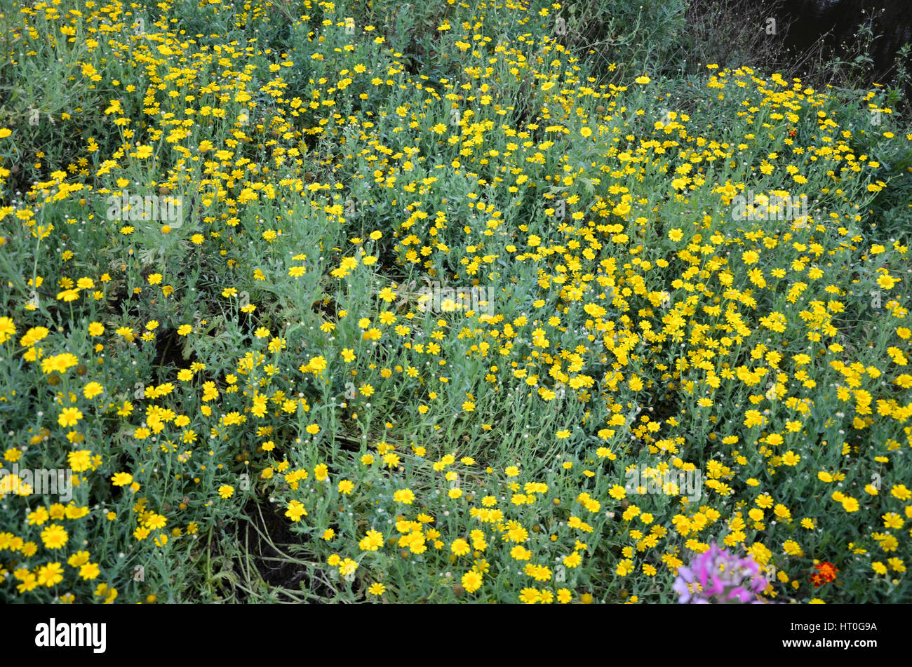 Beautiful flower garden with colourful flowers at Munnar, Kerala, India ...