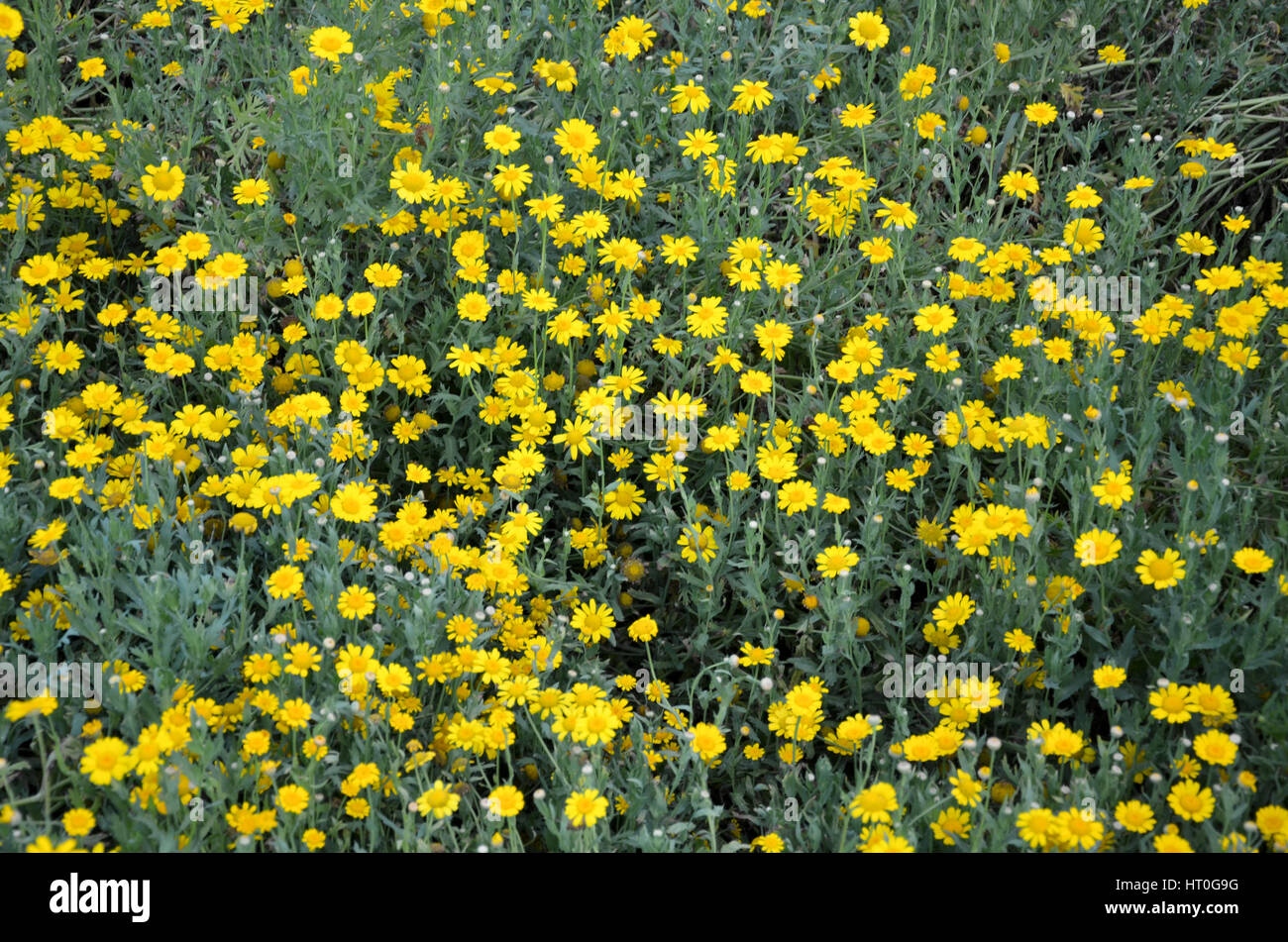 Blossom park munnar hi-res stock photography and images - Alamy
