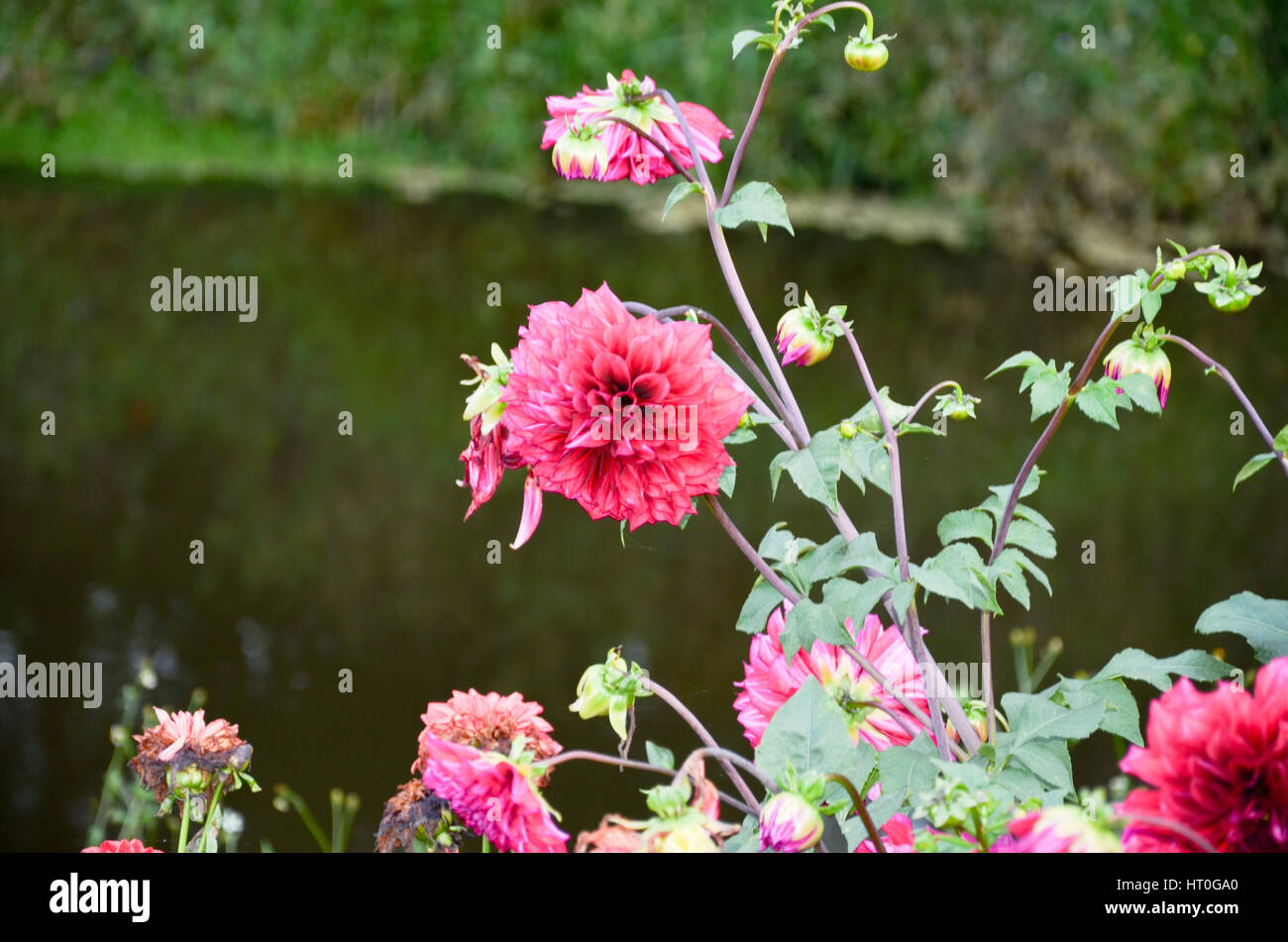 Beautiful flower garden with colourful flowers at Munnar, Kerala, India ...