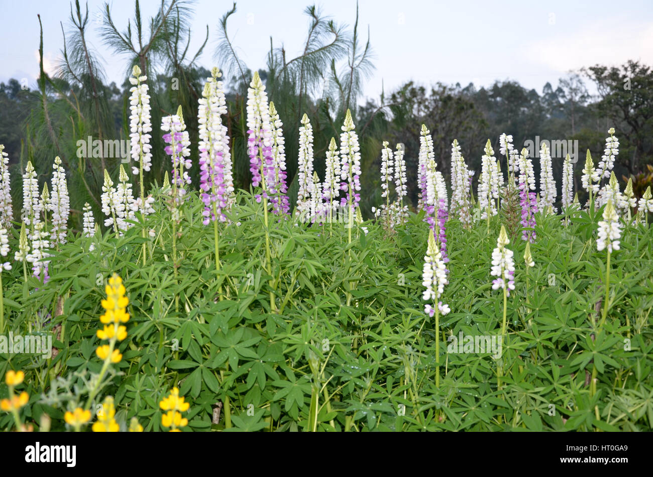 Beautiful flower garden with colourful flowers at Munnar, Kerala, India ...
