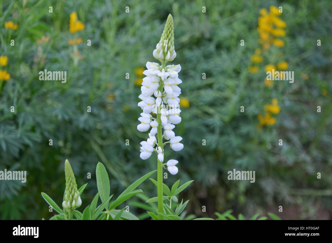 Blossom park munnar hi-res stock photography and images - Alamy