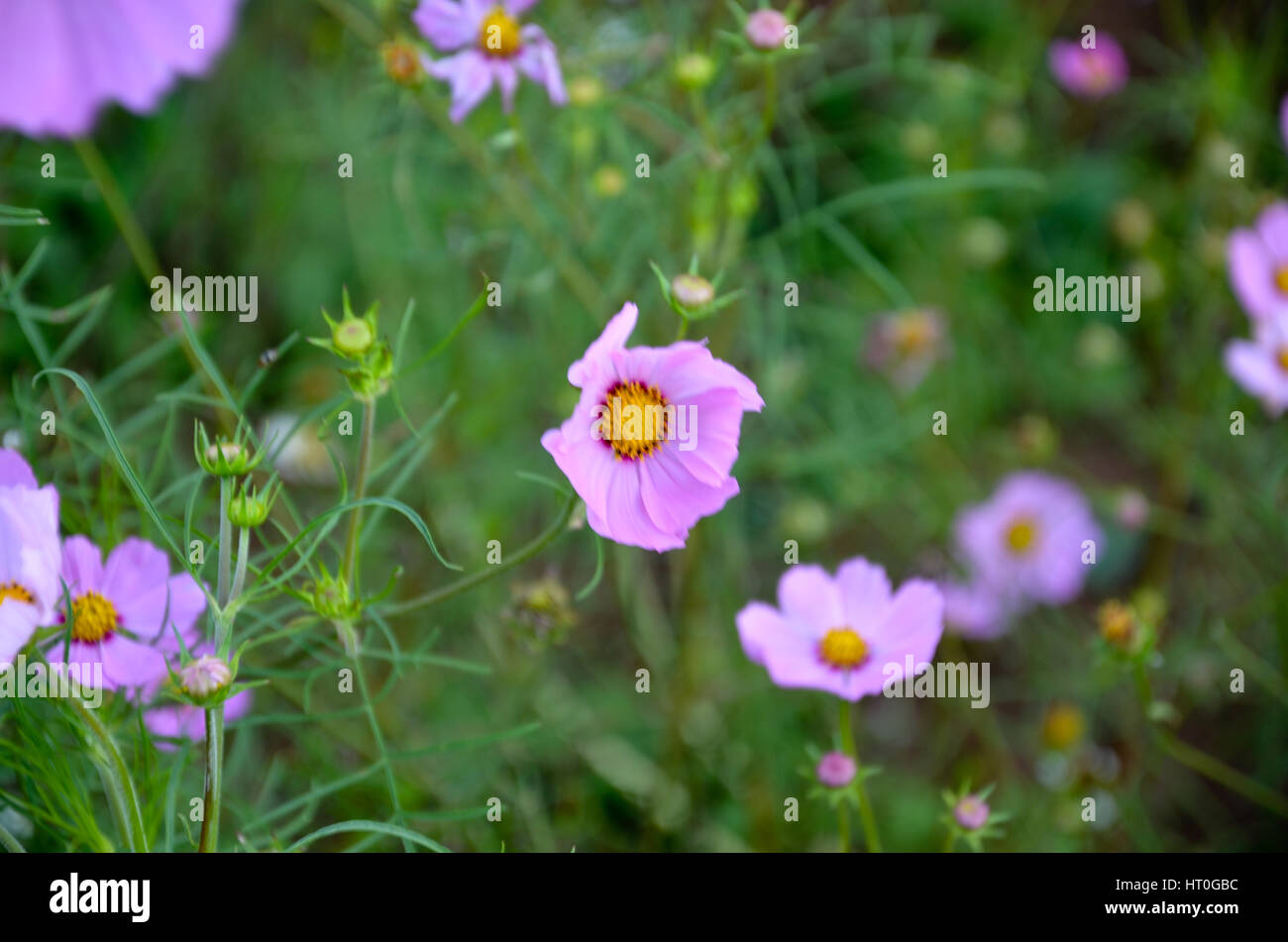 Beautiful flower garden with colourful flowers at Munnar, Kerala, India ...