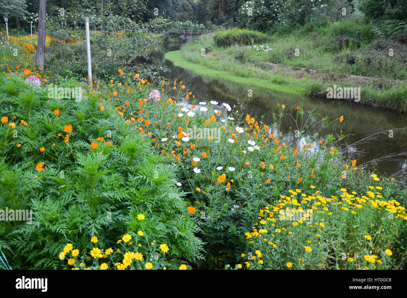 Beautiful flower garden with colourful flowers at Munnar, Kerala, India ...