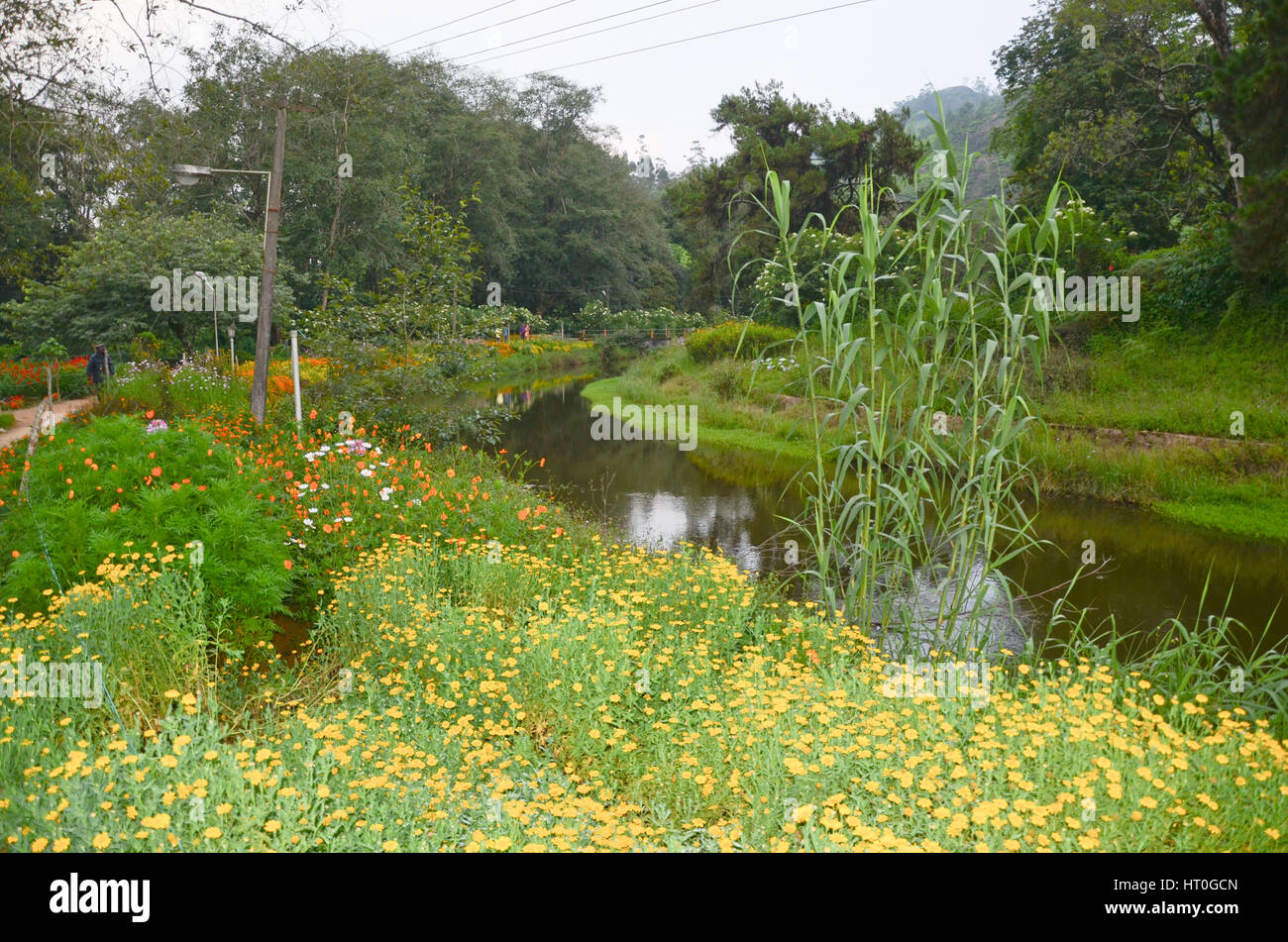 Beautiful flower garden with colourful flowers at Munnar, Kerala, India ...