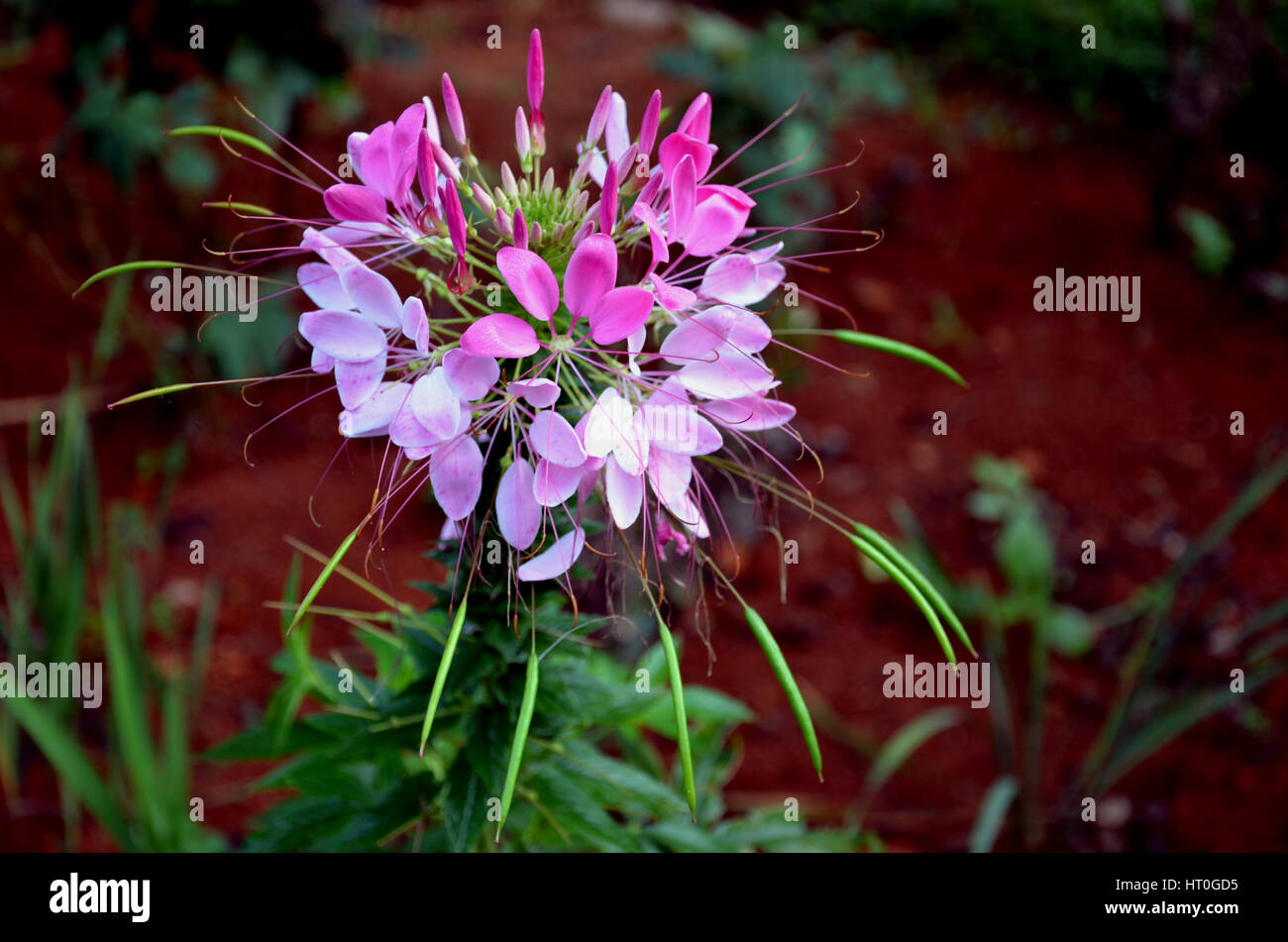 Beautiful flower garden with colourful flowers at Munnar, Kerala, India ...