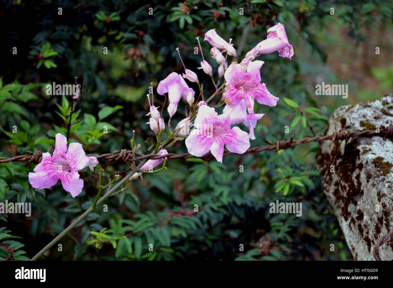 Beautiful flower garden with colourful flowers at Munnar, Kerala, India ...