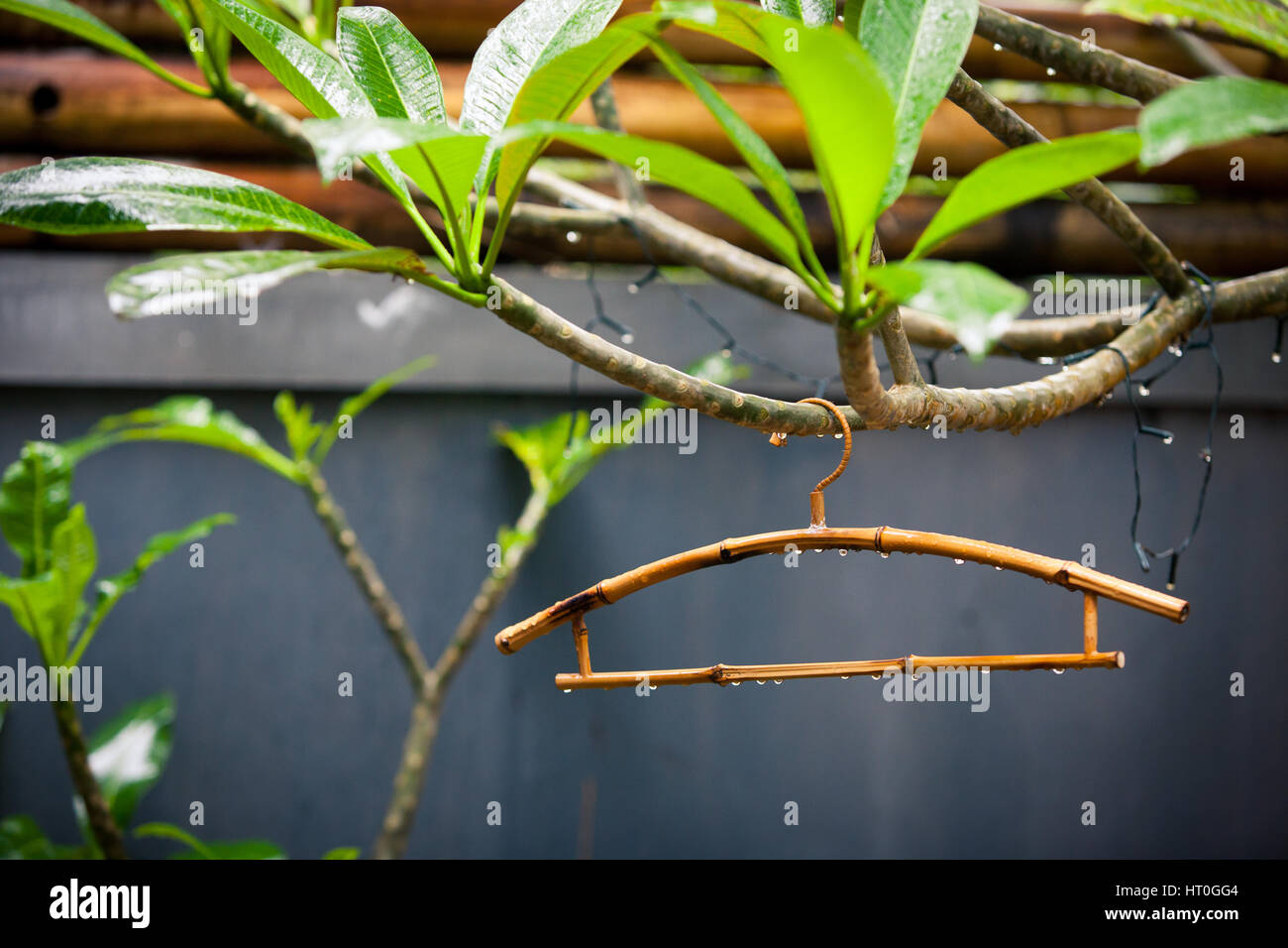 Bamboo clothes hanger in the tree with drops of rain after a rain in ...