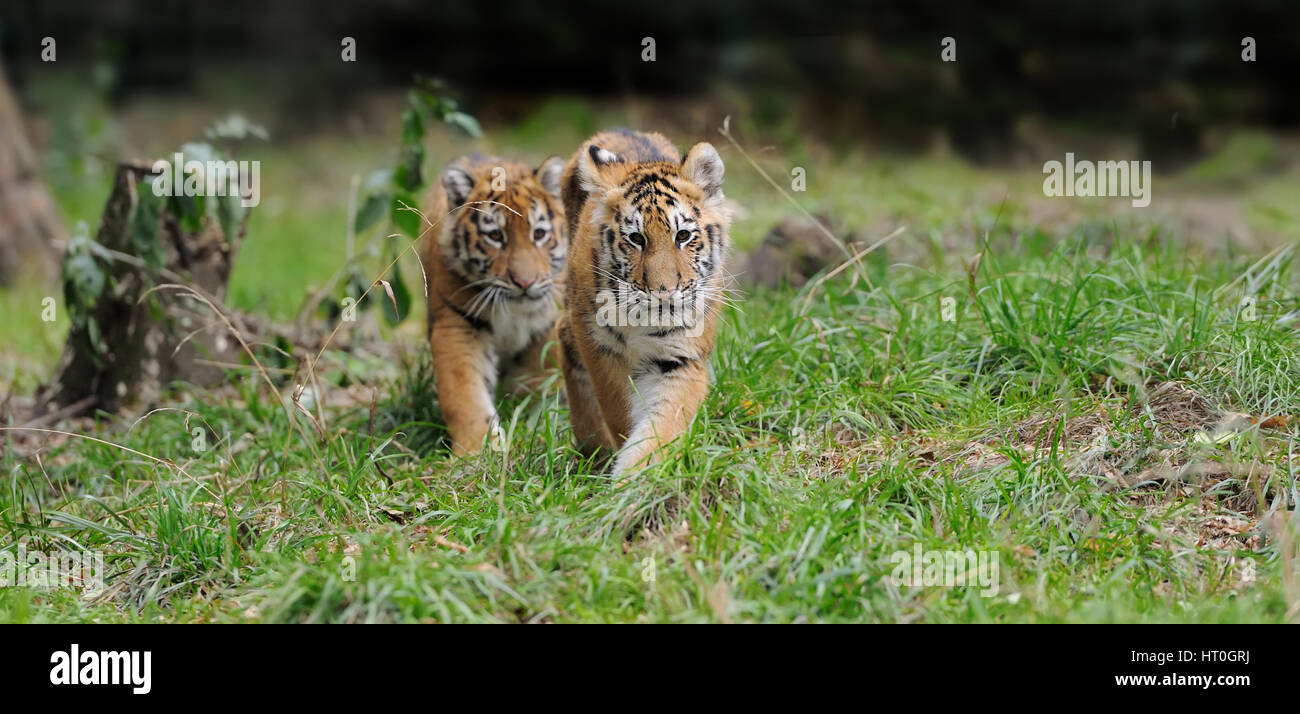 Close up siberian tiger cub in grass Stock Photo - Alamy