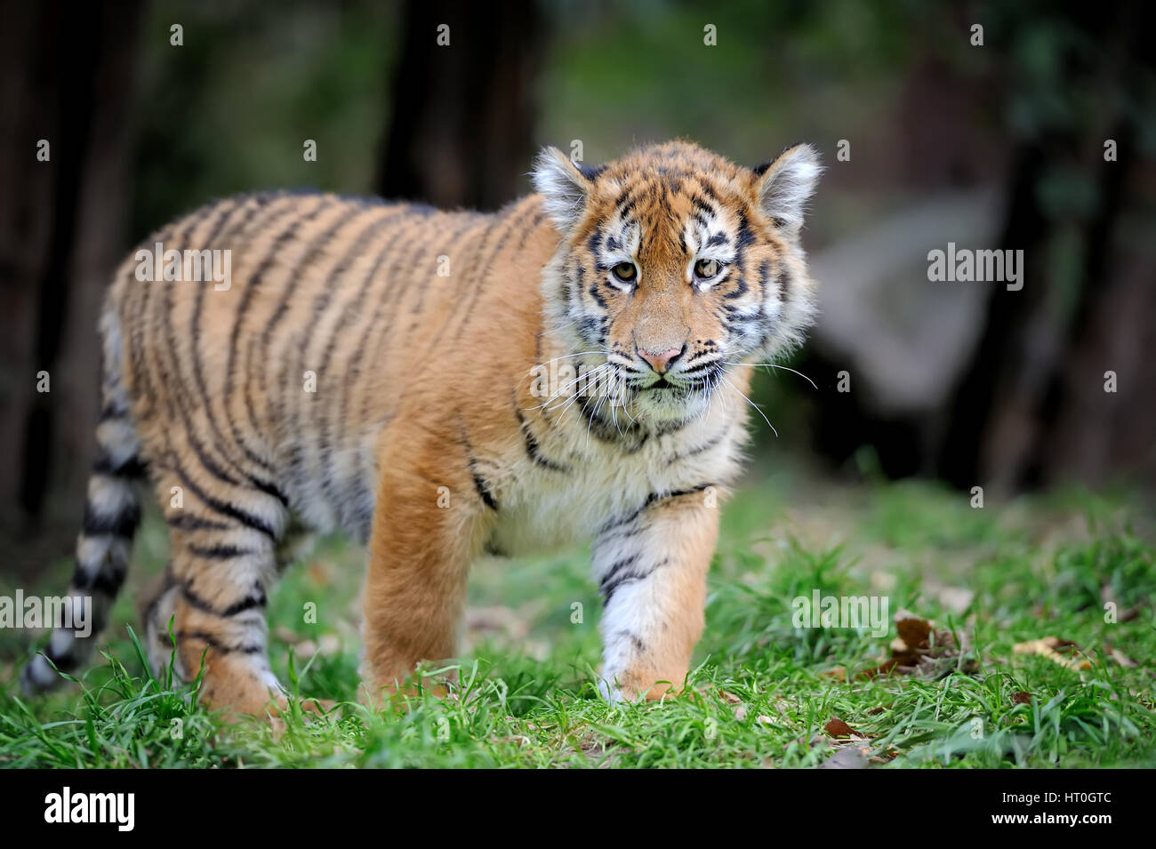 Close up siberian tiger cub in grass Stock Photo - Alamy
