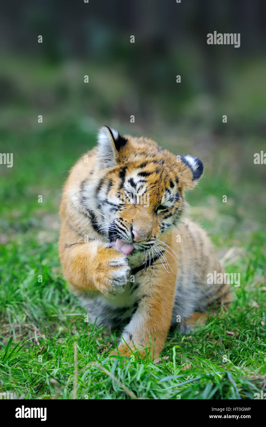 Close up siberian tiger cub in grass Stock Photo - Alamy