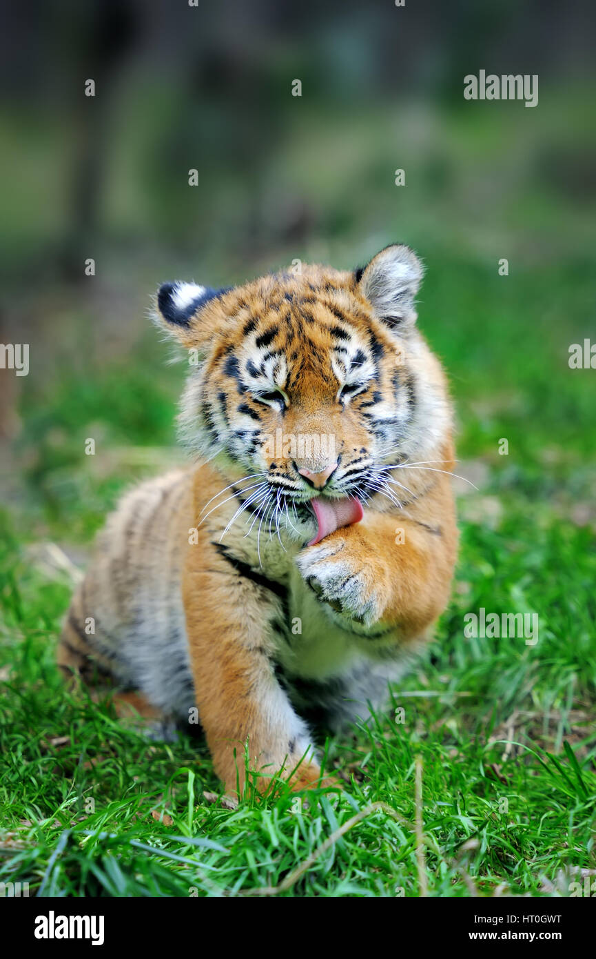 Close up siberian tiger cub in grass Stock Photo - Alamy