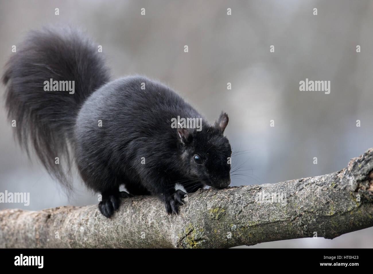Black squirrel hi-res stock photography and images - Alamy