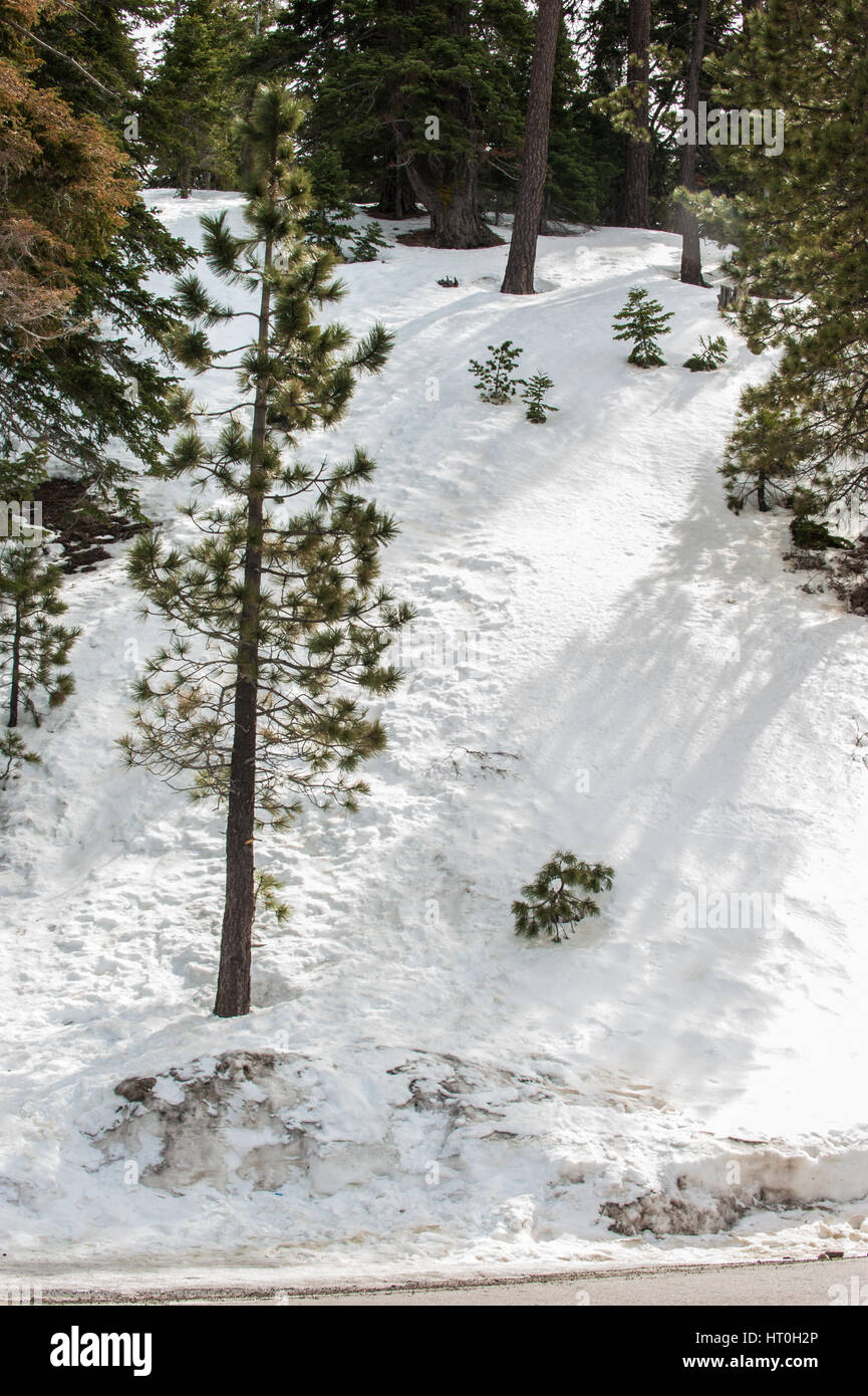 Douglas Fir pine trees stand straight along snow covered hillside Stock ...