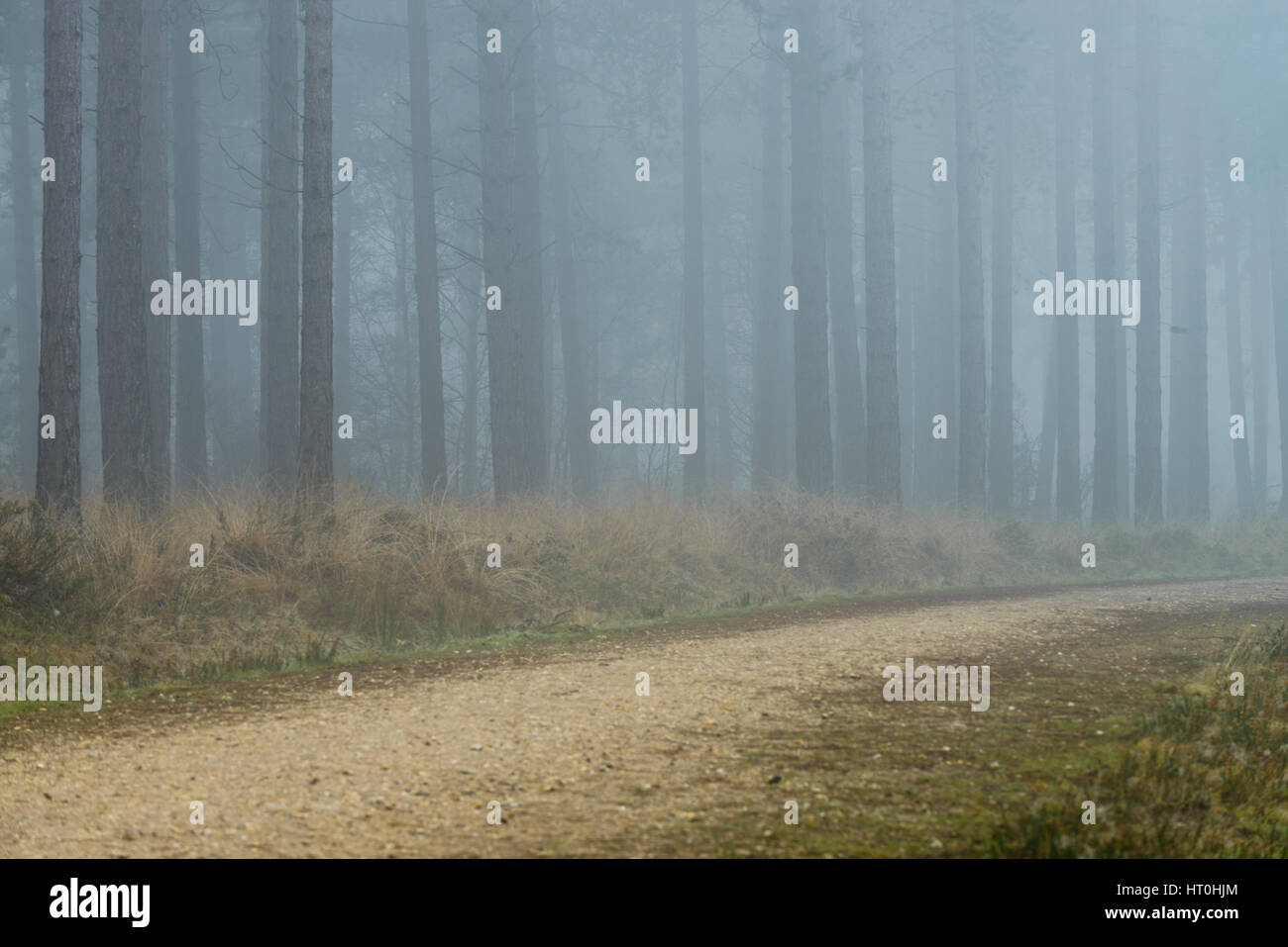 Misty and foggy conditions in Wareham Forest, near Wareham, Dorset, UK ...