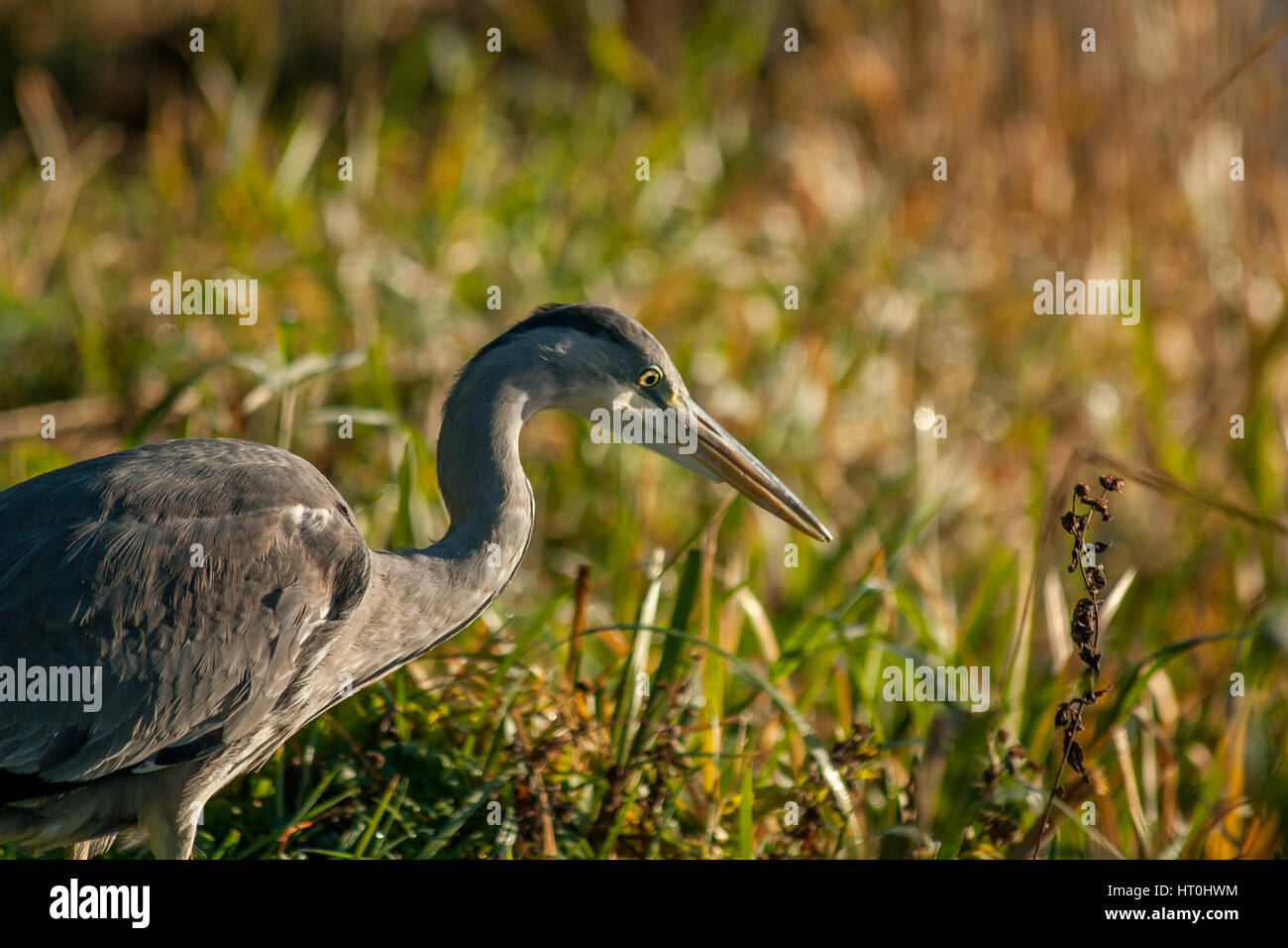 Patient bird heron hunting Stock Photo - Alamy