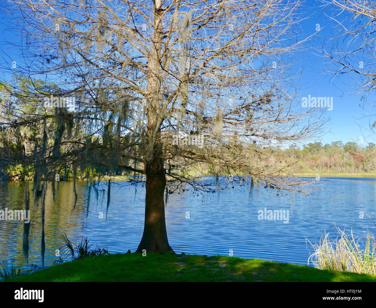 Bare cypress tree on the edge of Lake Alice, University of Florida ...