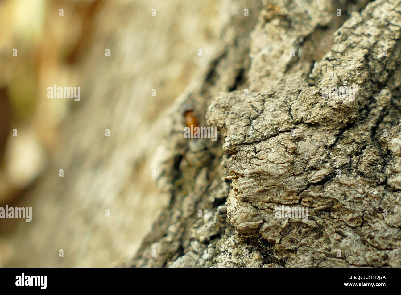 Dry tree bark during the early spring Stock Photo - Alamy