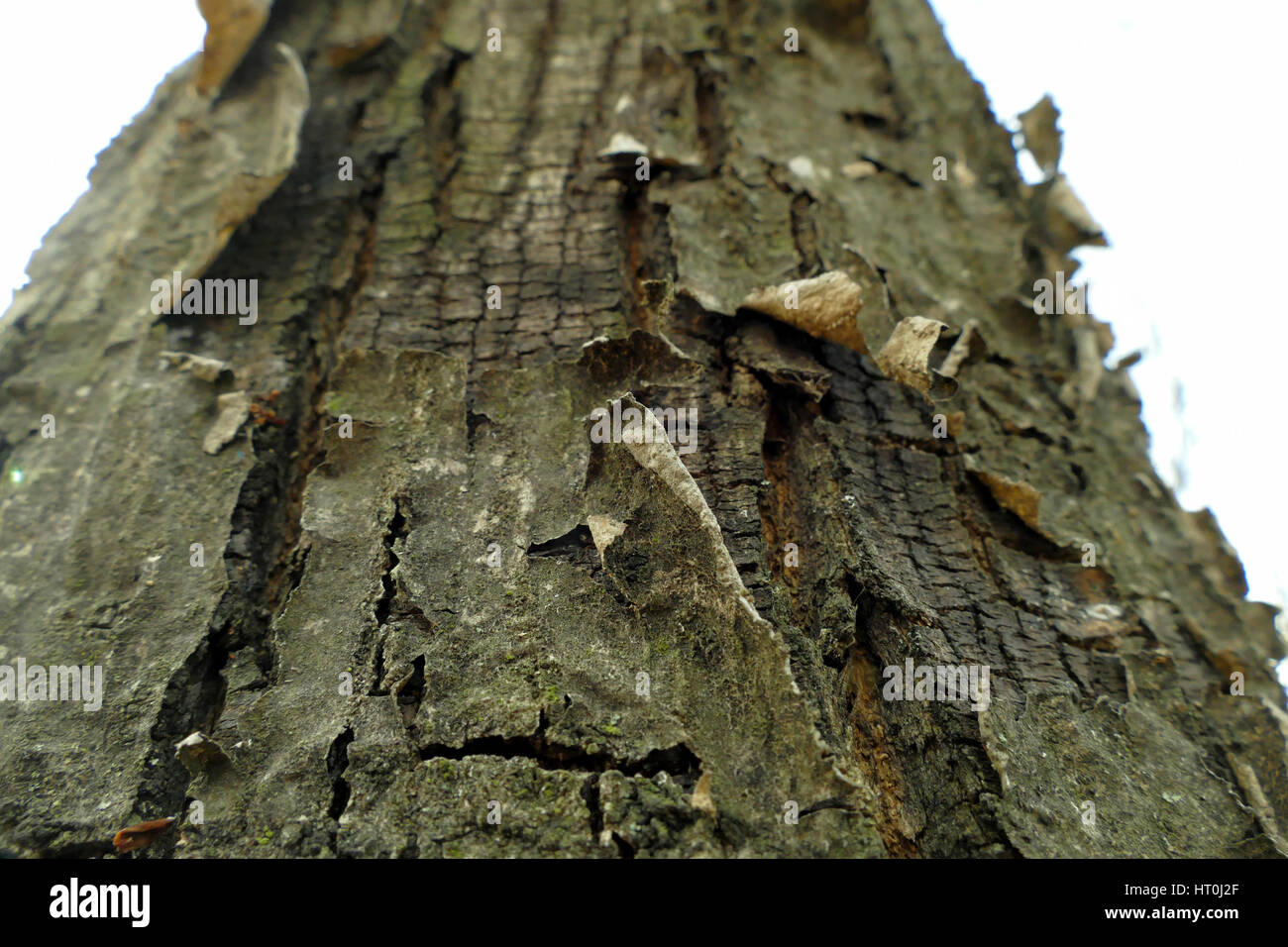 Dry tree bark during the early spring Stock Photo - Alamy