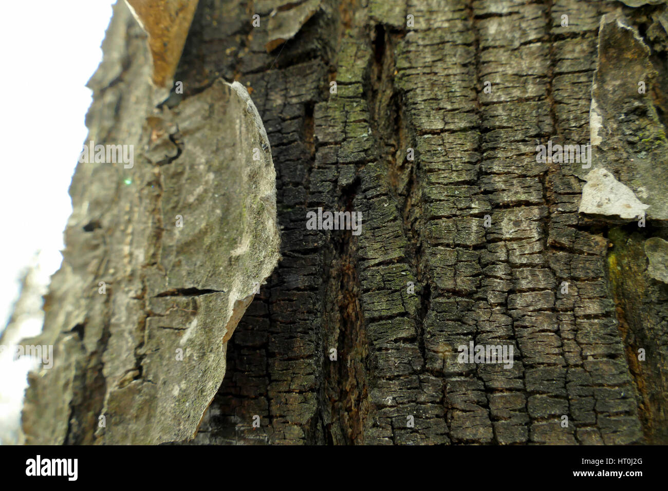 Dry tree bark during the early spring Stock Photo - Alamy