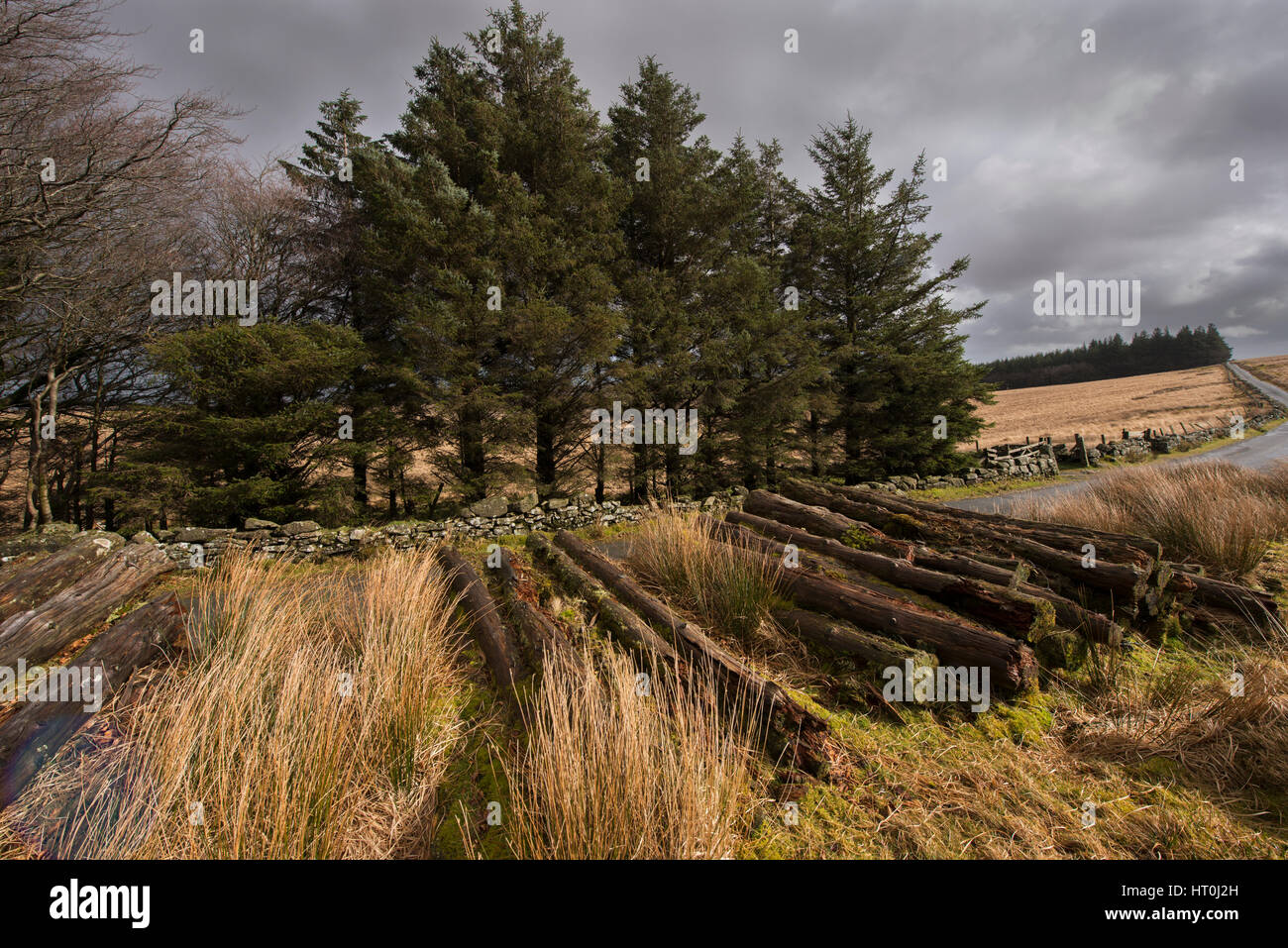 Timber stacked by roadside and left to decay Stock Photo - Alamy
