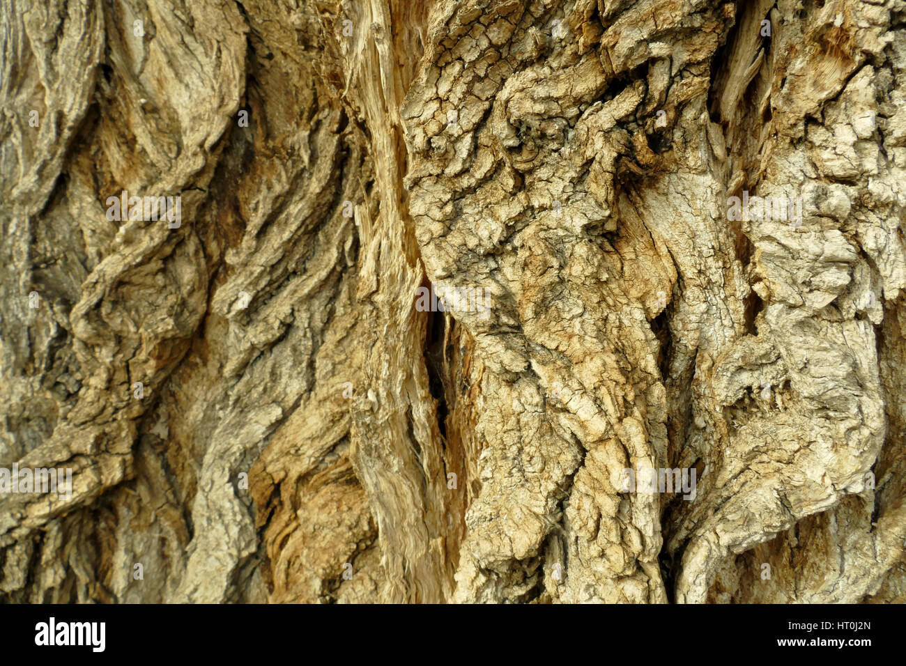 Dry tree bark during the early spring Stock Photo - Alamy