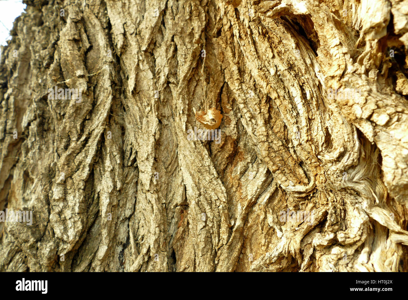Dry tree bark during the early spring Stock Photo - Alamy