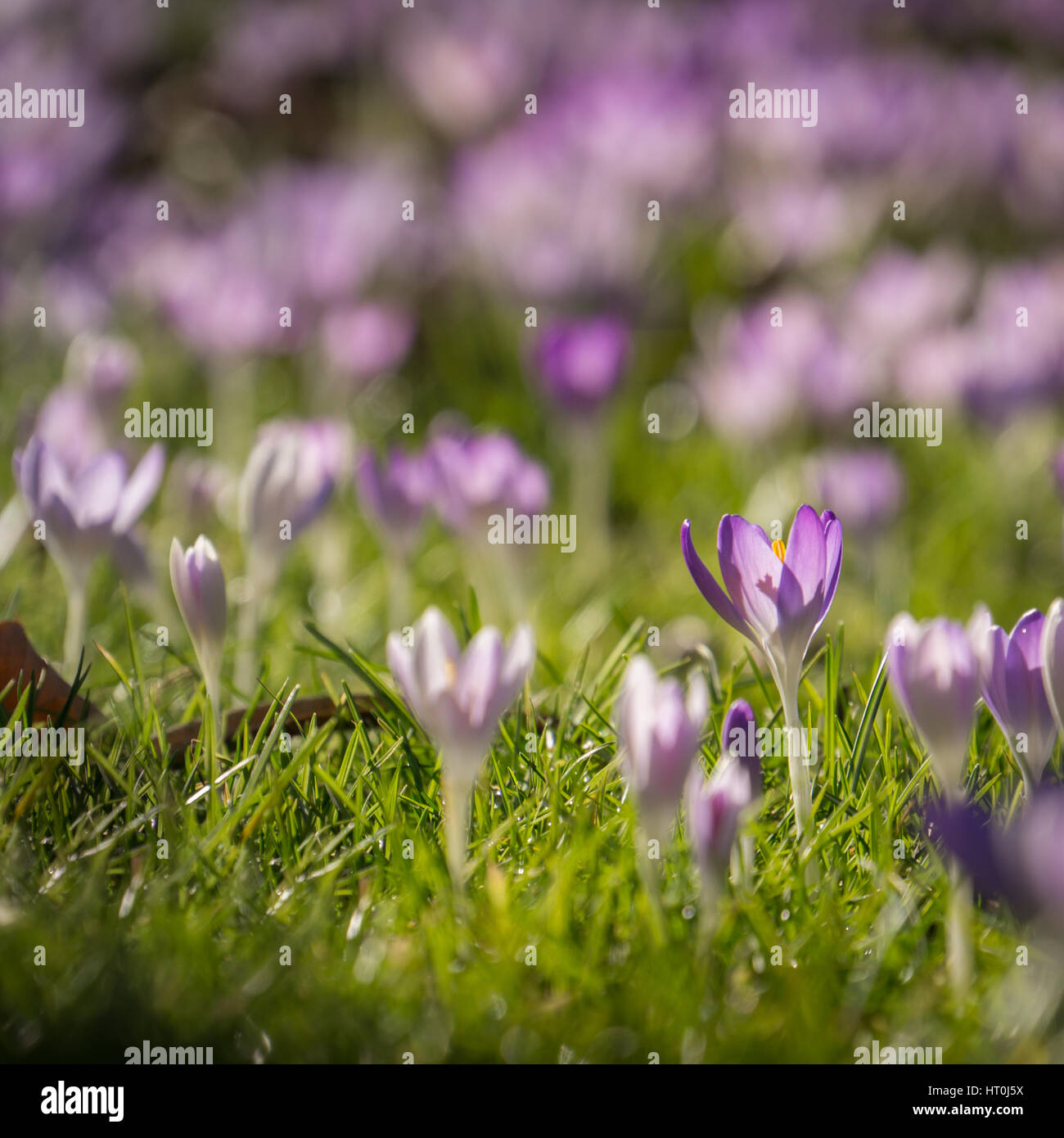 Field of crocus flowers Stock Photo - Alamy