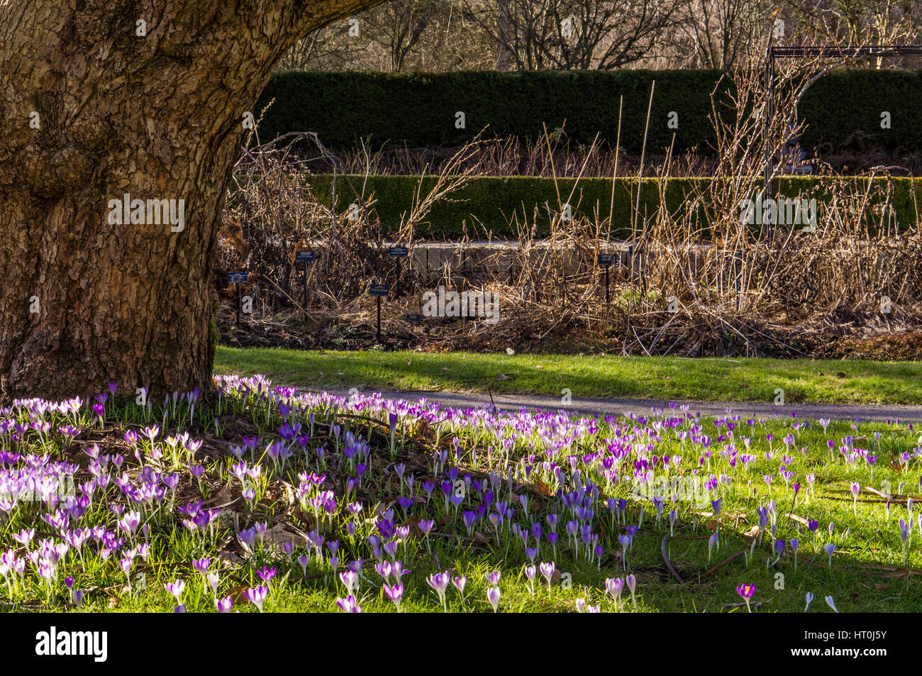 Purple base hi-res stock photography and images - Alamy