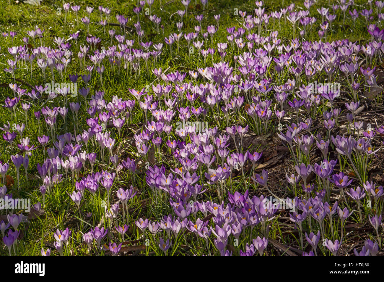 Field of crocus flowers Stock Photo - Alamy