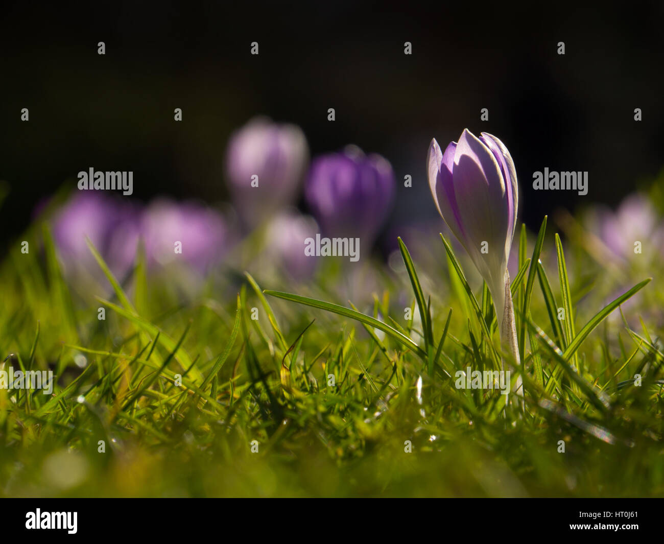 Purple crocus against field hi-res stock photography and images - Alamy