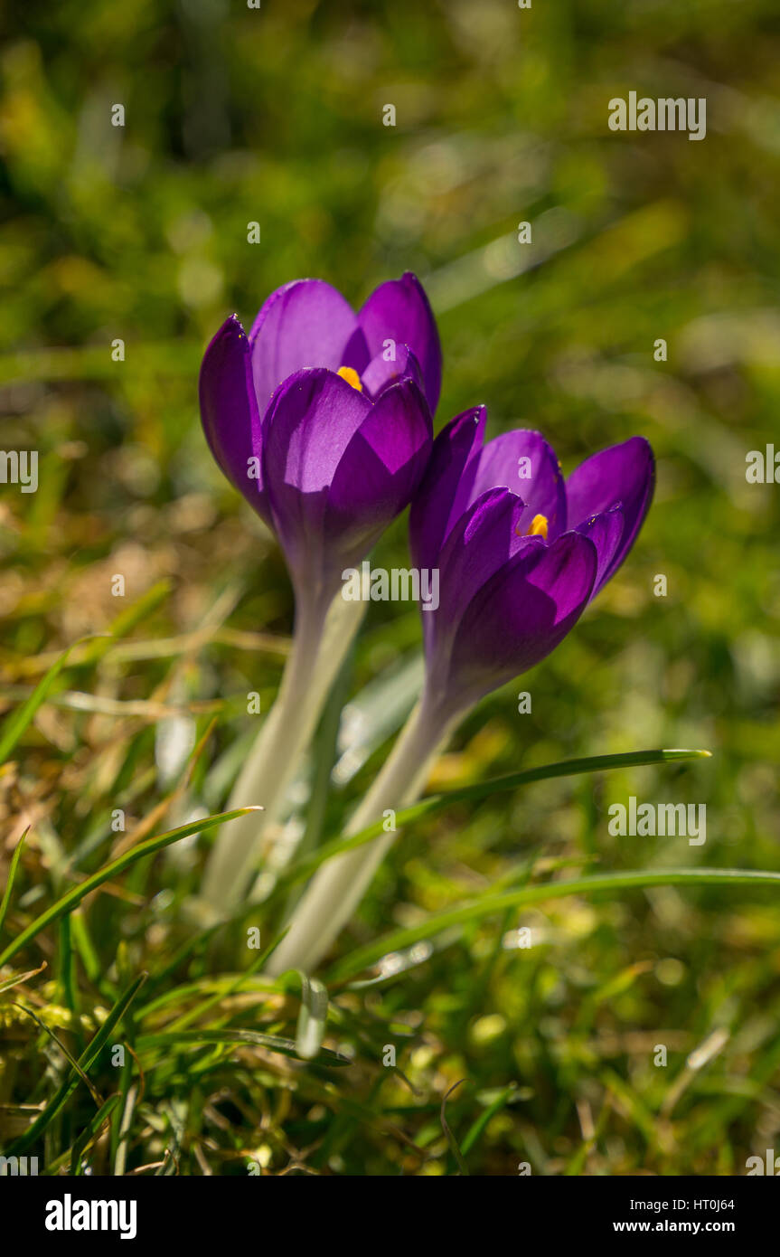 Two purple crocus flowers Stock Photo - Alamy