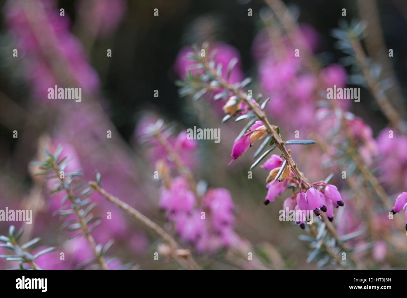Pinkish purple hi-res stock photography and images - Alamy